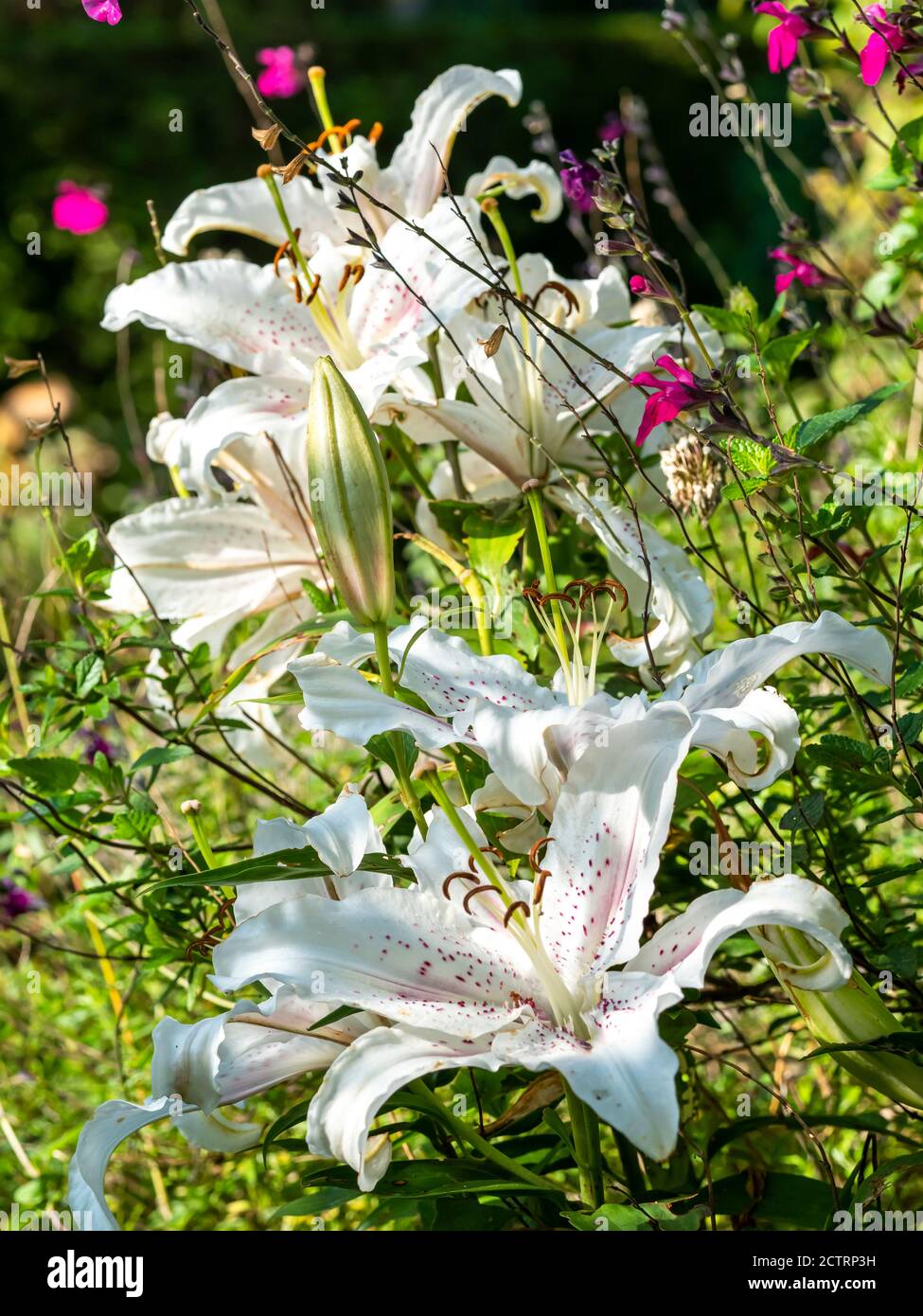 Large white lily blooms flowering in a summer garden Stock Photo - Alamy