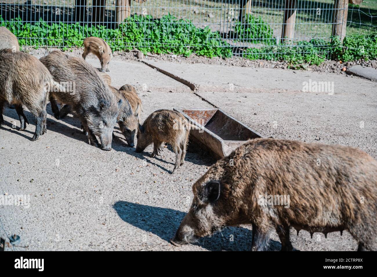 Furry brown boars in the farm Stock Photo - Alamy