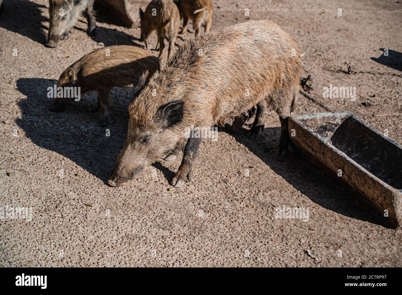 Furry brown boars in the farm Stock Photo - Alamy