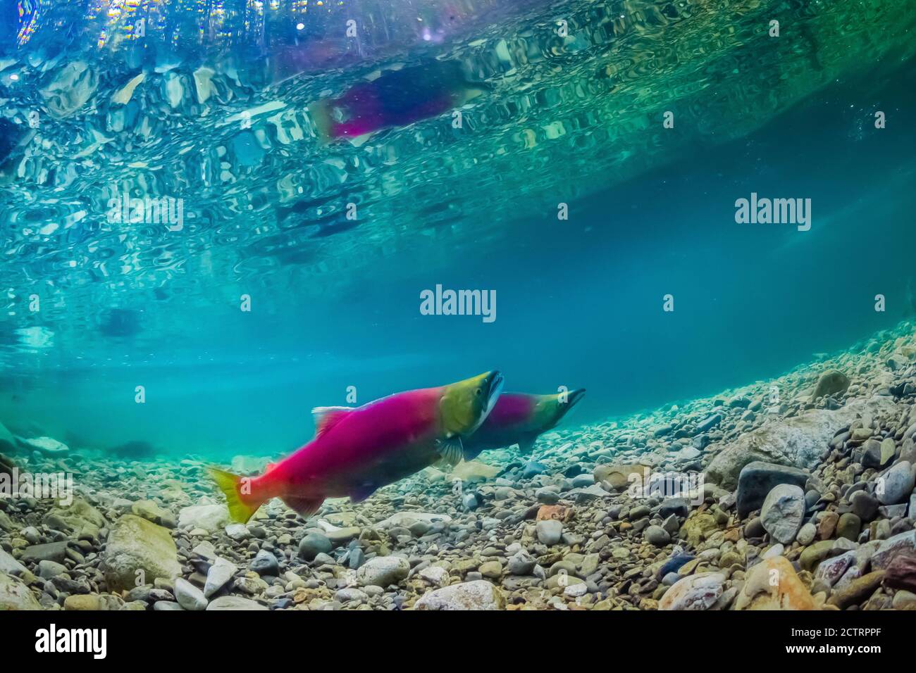 Sockeye Salmon, Oncorhynchus nerka, on their gravel spawning grounds in ...