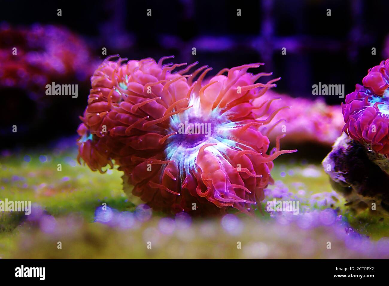 Blastomussa Merletti Coral, Aquacultured LPS Coral in reef tank ...