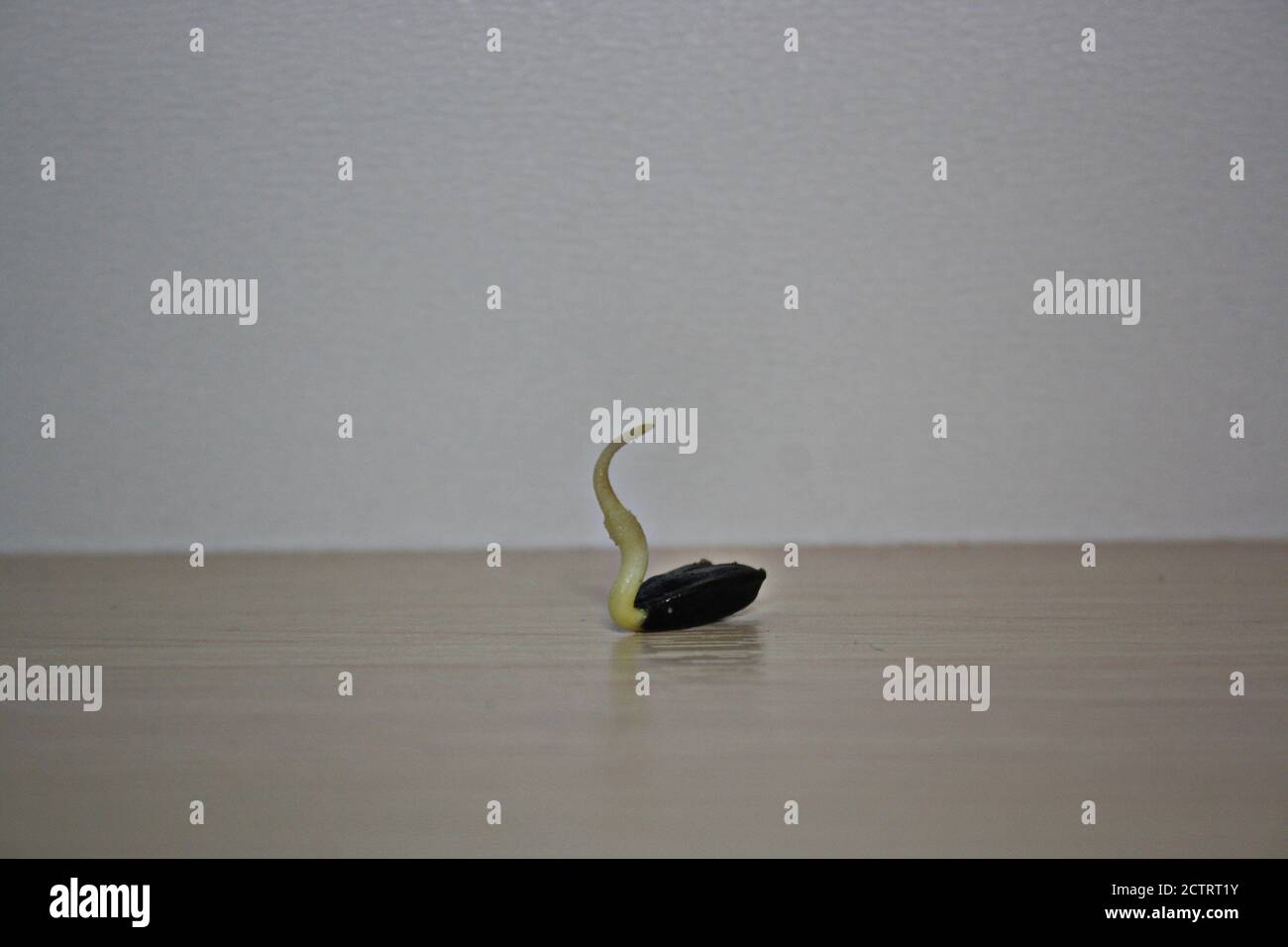 sprouted sunflower seed close up Stock Photo - Alamy