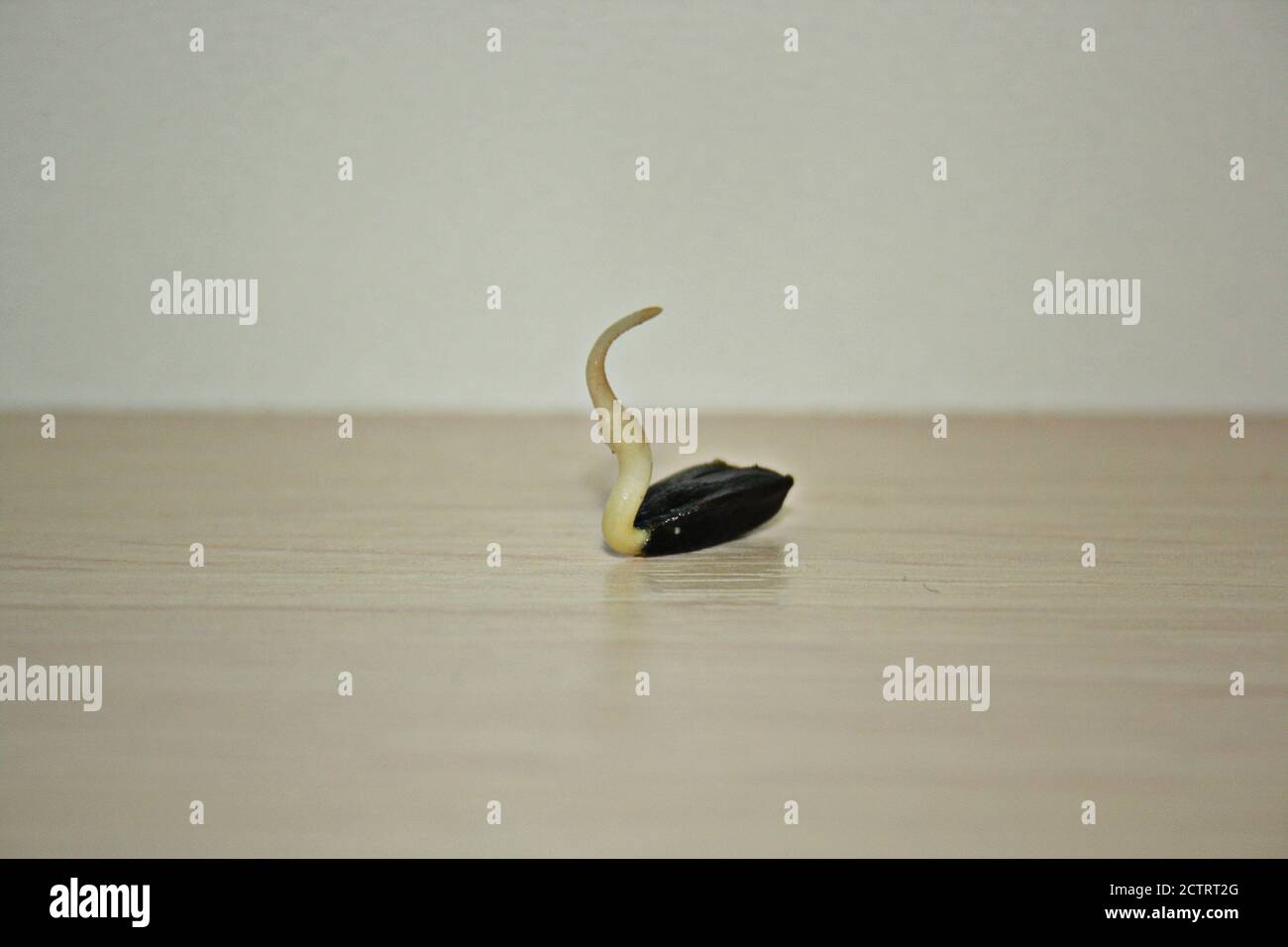 Sunflower seed germination hi-res stock photography and images - Alamy