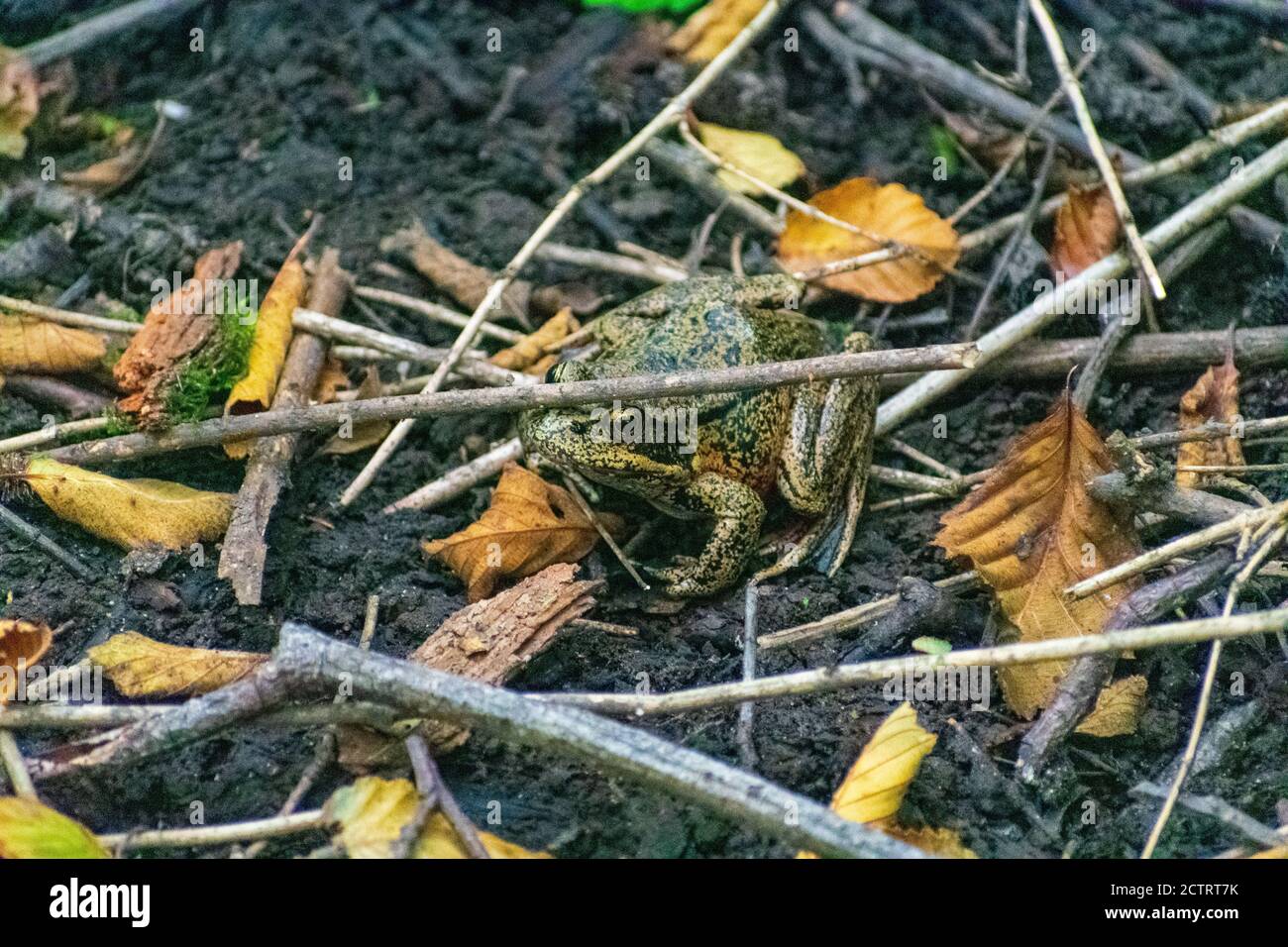 Pacific Northwest Frog Hiding Under Stick Stock Photo - Alamy