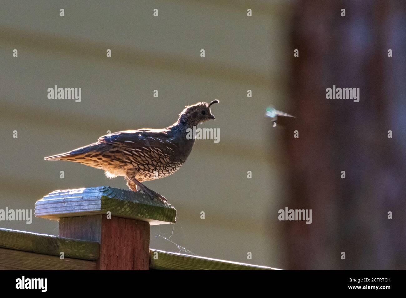 Quail Standing on Backyard Fence Stock Photo - Alamy