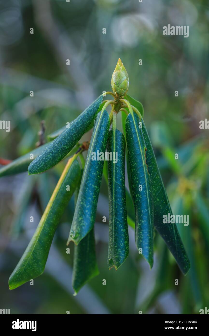 Curled leaves hi-res stock photography and images - Alamy