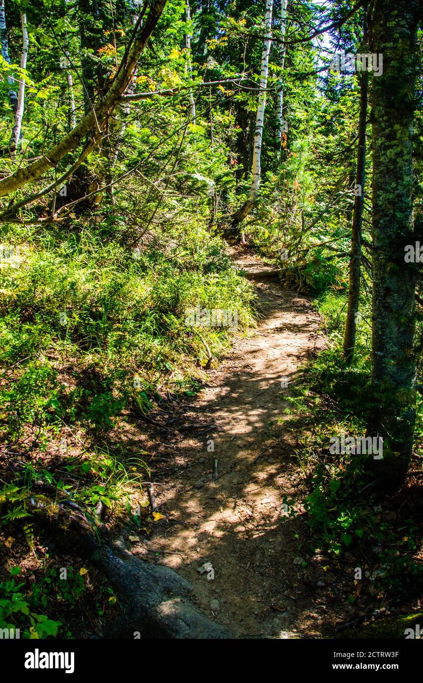 dense green forest. Summer winding path between the trees Stock Photo - Alamy