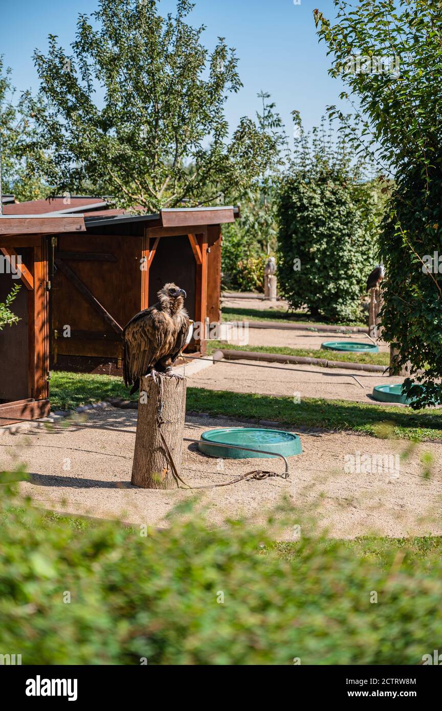 Vulture bird perching on the wood in the zoo Stock Photo - Alamy
