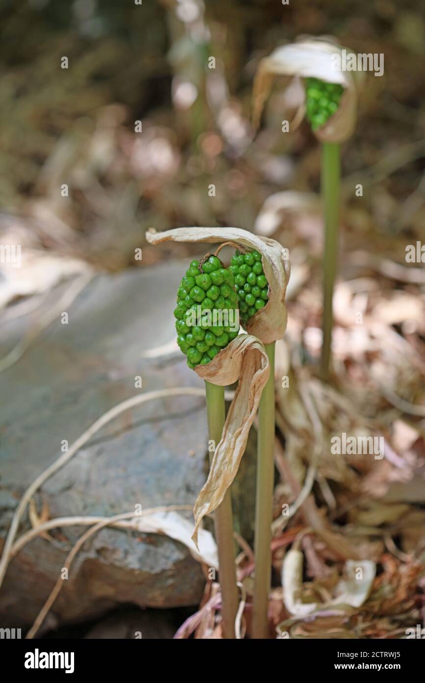 Wild poisonous flower arum creticum araceae family crete island high ...