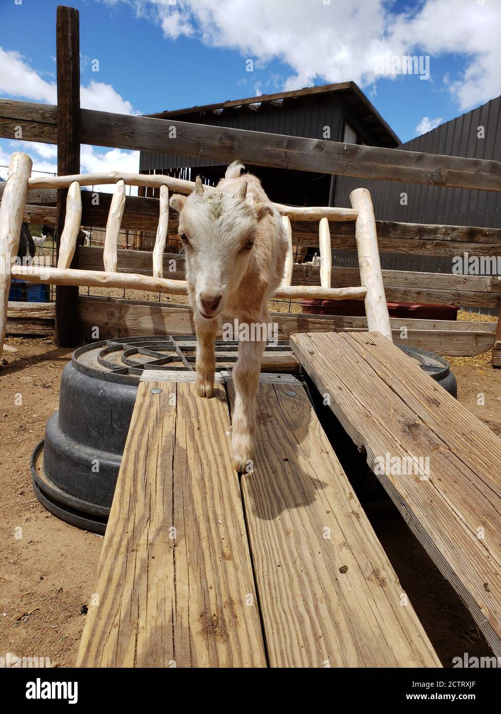 Colorado goats hi-res stock photography and images - Alamy
