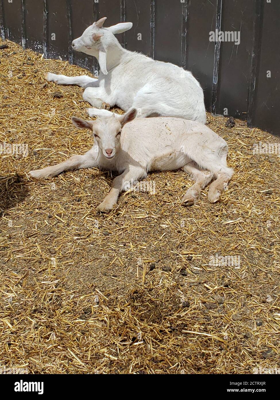 Napping goats hi-res stock photography and images - Alamy