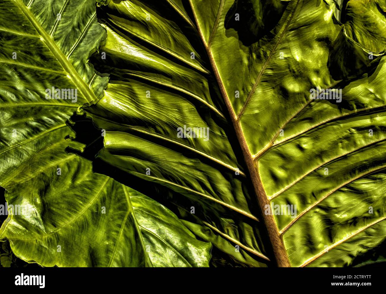 Shiny green leaf hi-res stock photography and images - Alamy