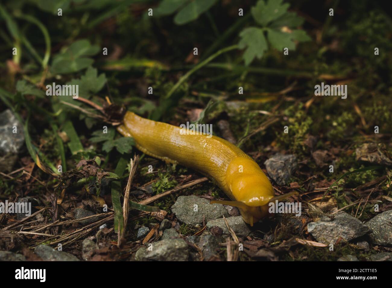 Yellow slug slithering outdoor in nature on the forest floor, also ...