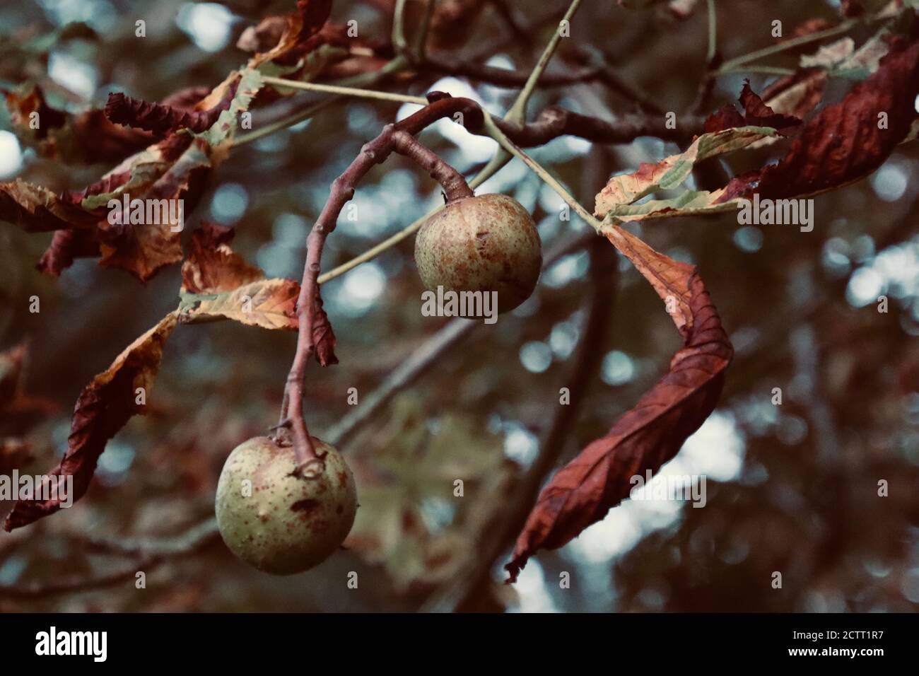 Conker games hi-res stock photography and images - Alamy