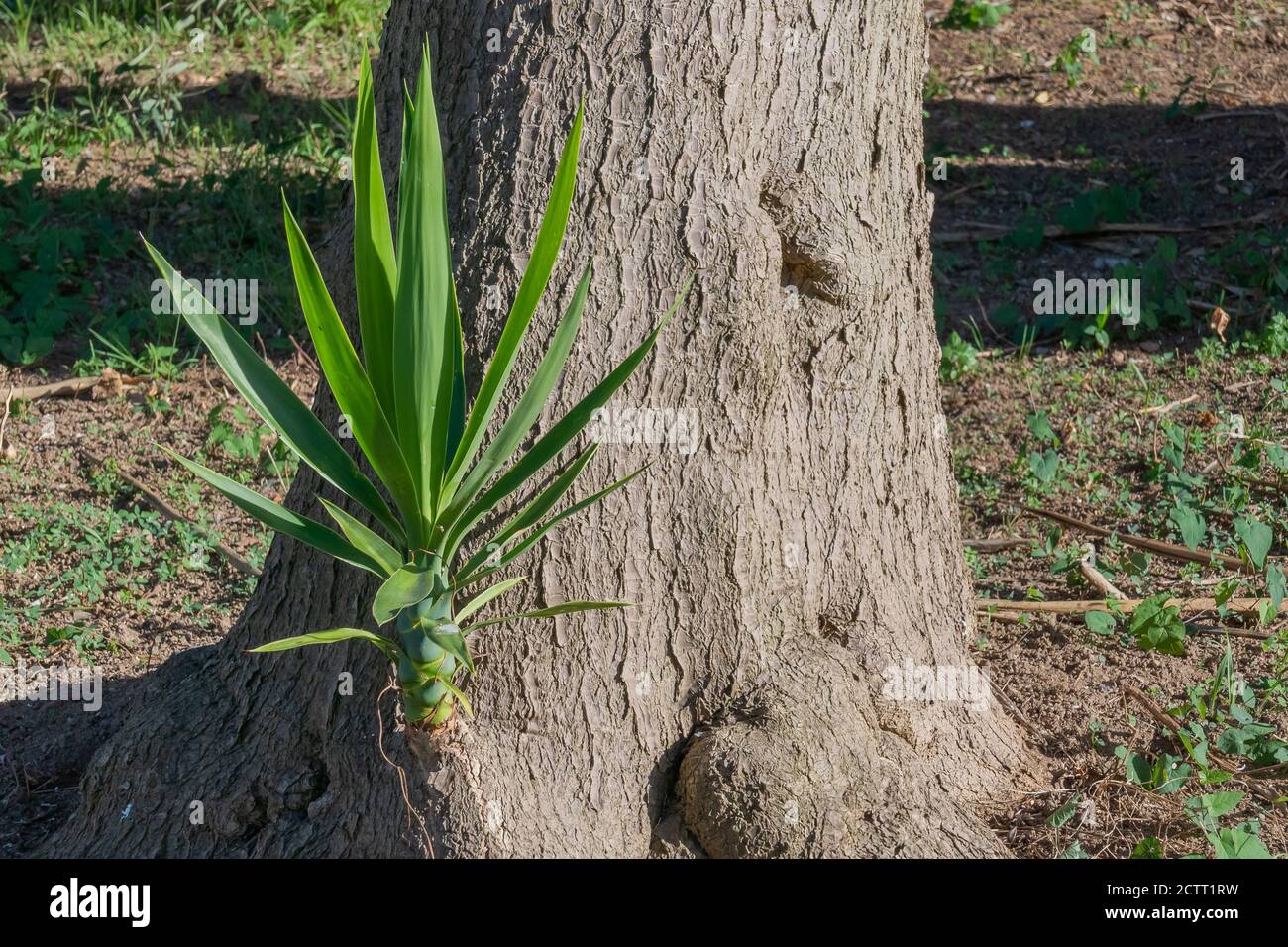 Yucca sprout growing on the trunk yucca elephantipes Stock Photo - Alamy