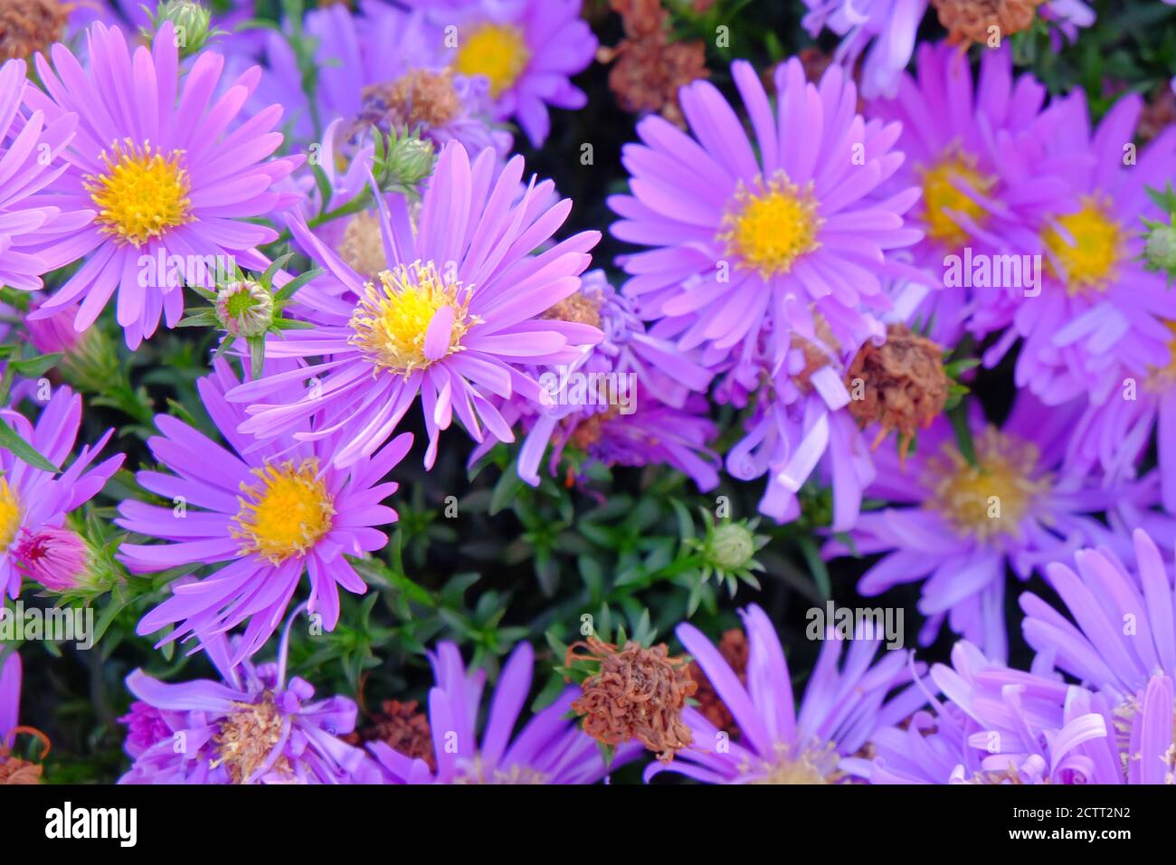 Selective focus shot of fresh purple alpine aster flowers Stock Photo ...