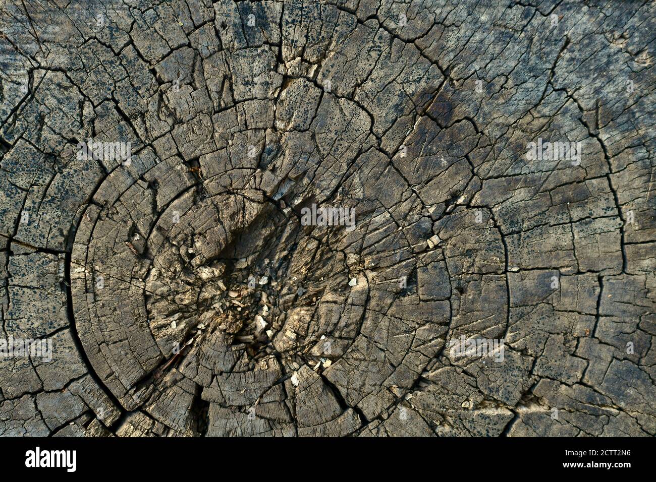 The background image of the year long rings of the cross sawed tree ...