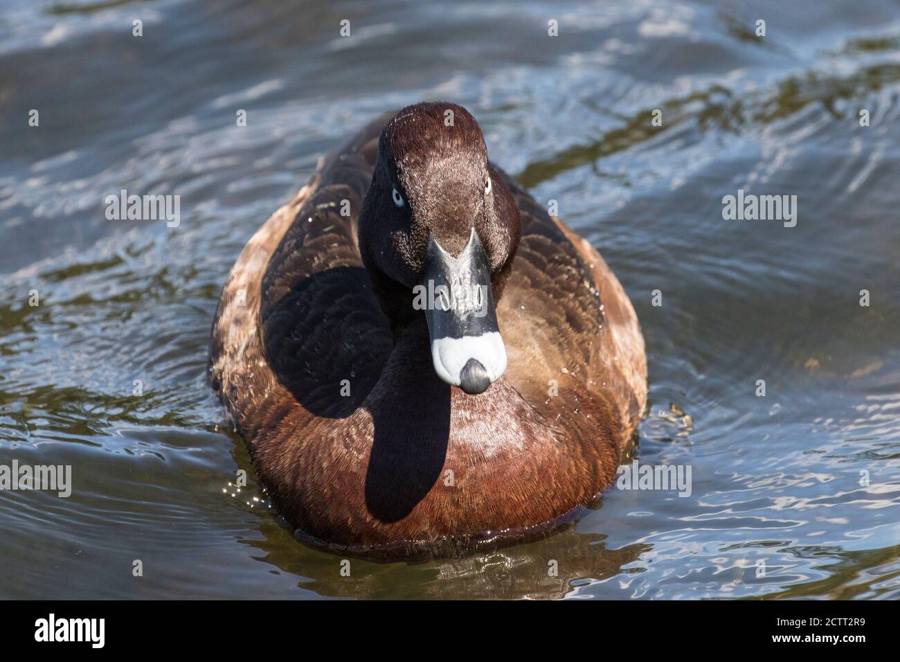 Hard duck hi-res stock photography and images - Alamy