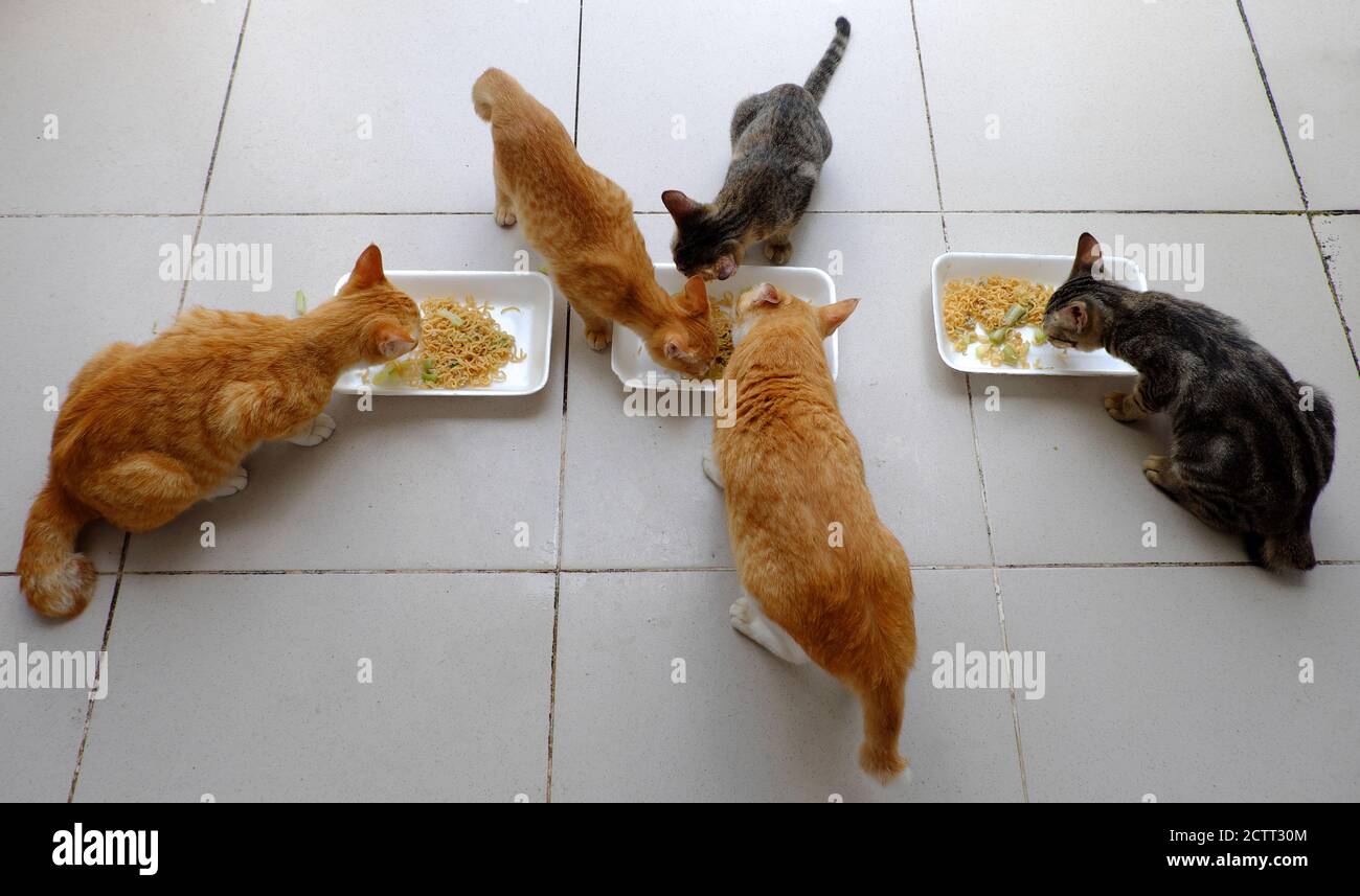 Top view group of home animal eating together, five cat eat noodles in ...