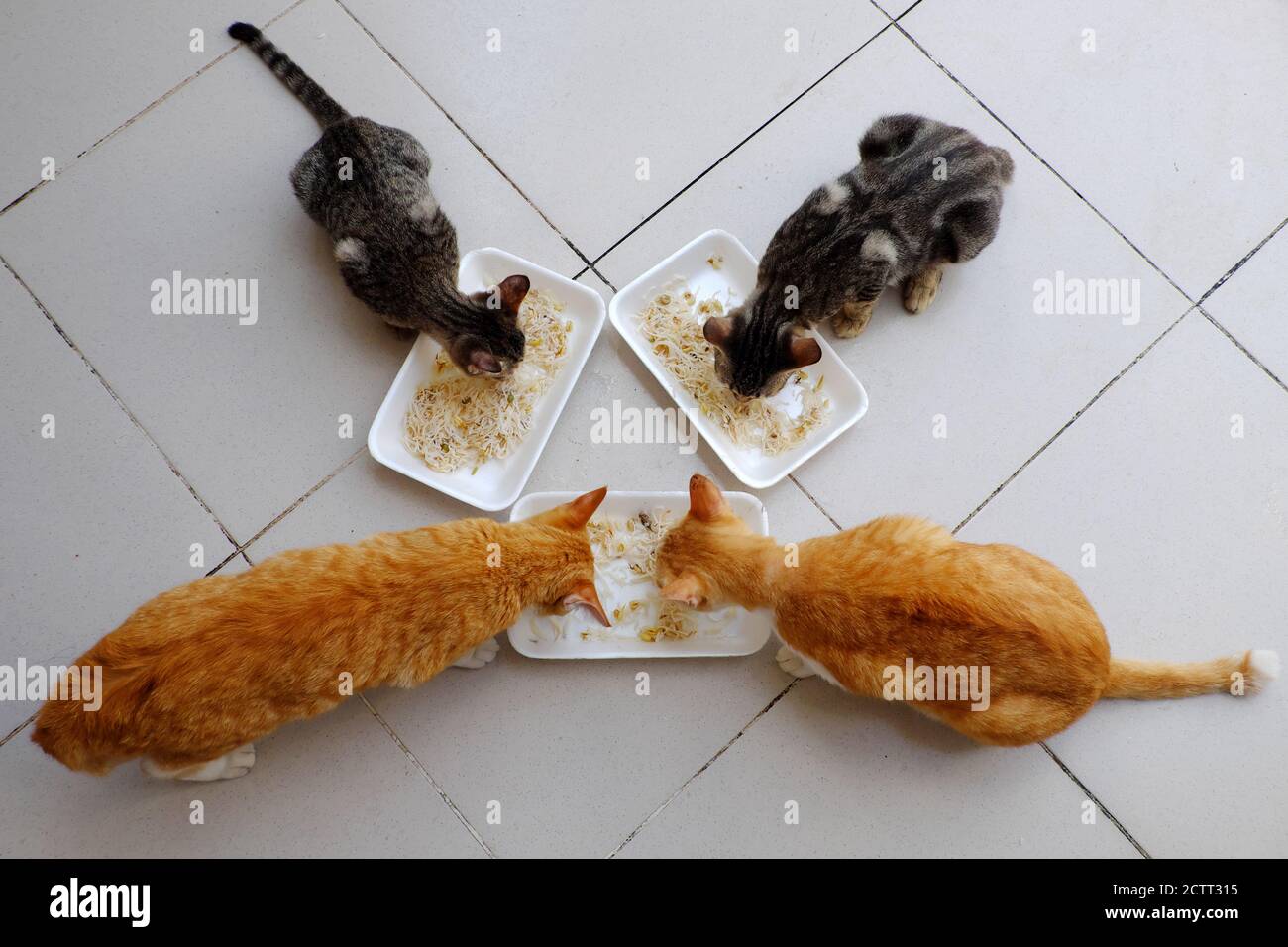 Top view group of home animal eating together, four cat eat noodles in ...