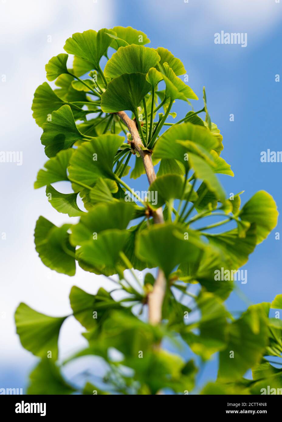 Leaves of a ginkgo biloba tree, Maidenhair tree, Ginkgophyta Stock ...