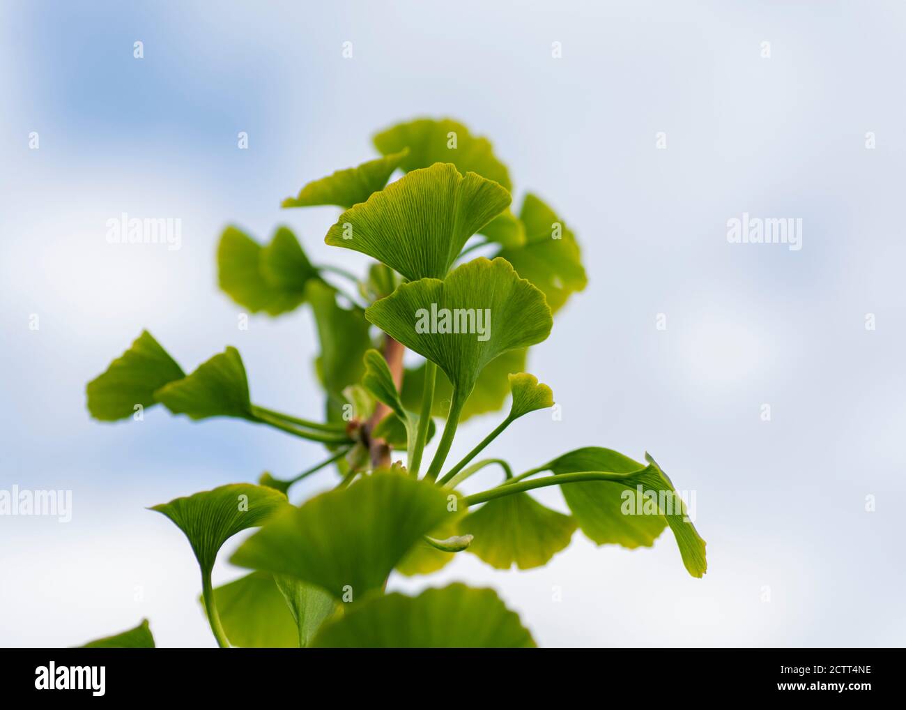 Leaves of a ginkgo biloba tree, Maidenhair tree, Ginkgophyta Stock ...