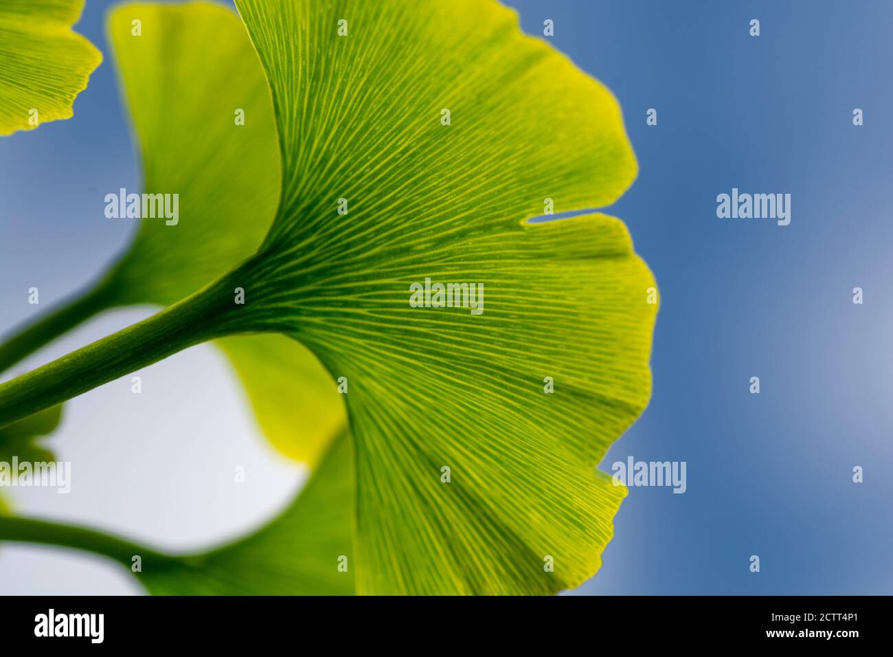 Leaves of a ginkgo biloba tree, Maidenhair tree, Ginkgophyta Stock ...