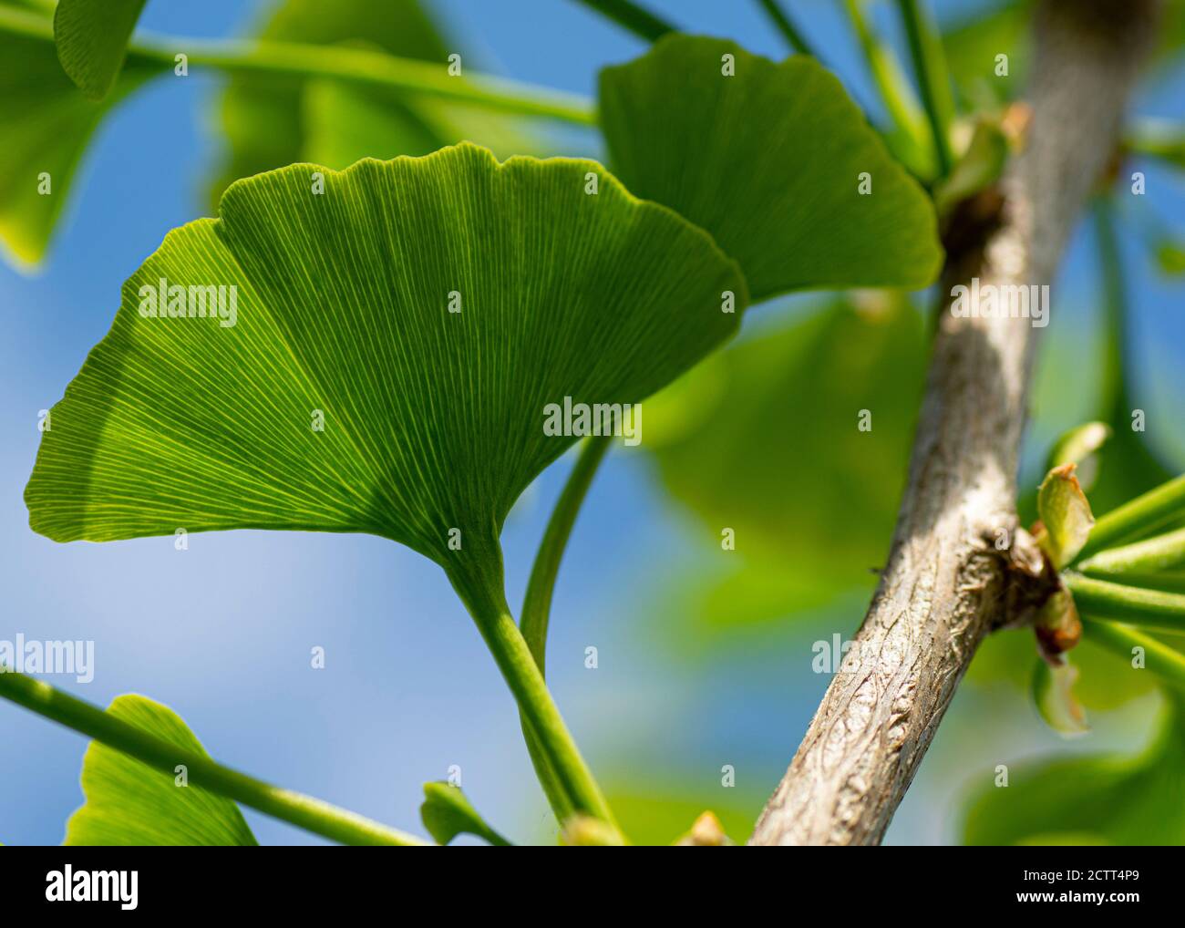 Leaves of a ginkgo biloba tree, Maidenhair tree, Ginkgophyta Stock ...