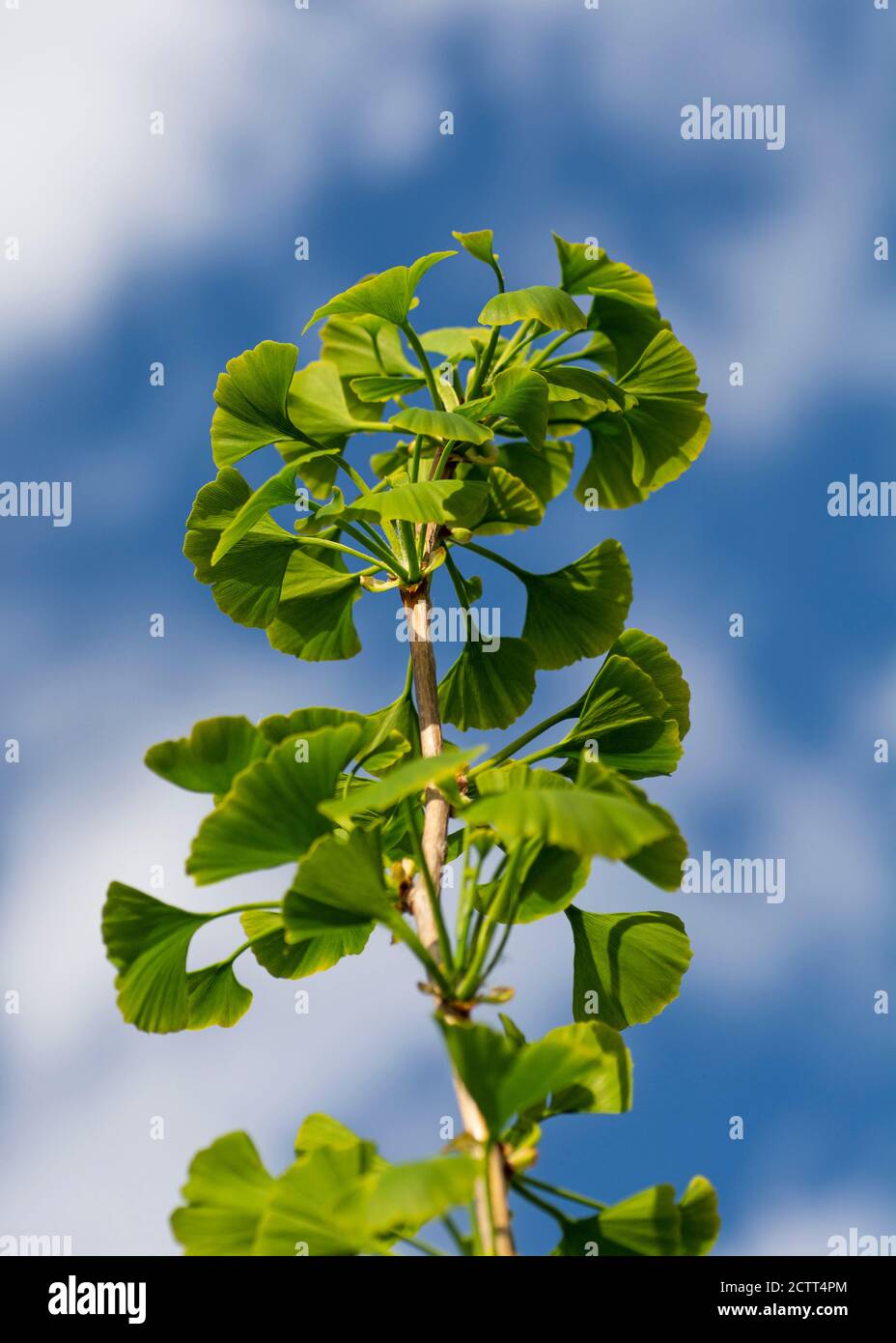 Leaves of a ginkgo biloba tree, Maidenhair tree, Ginkgophyta Stock ...