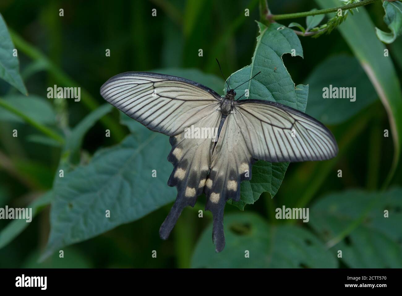Insects in japan hi-res stock photography and images - Alamy