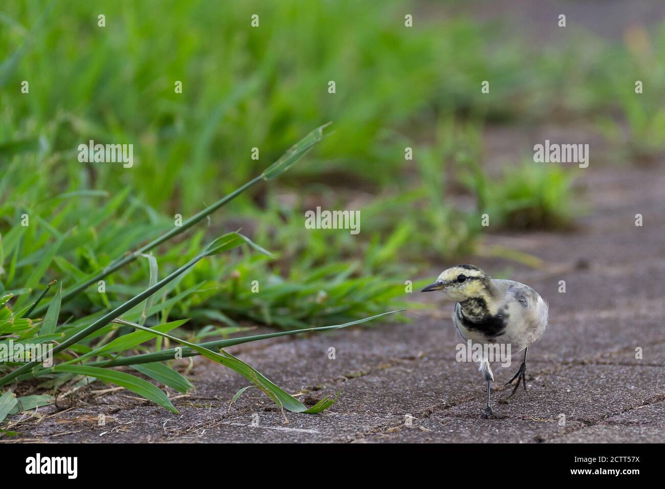 A juvenile Japanese wagtail (Motacilla alba lugens) a subspecies of ...