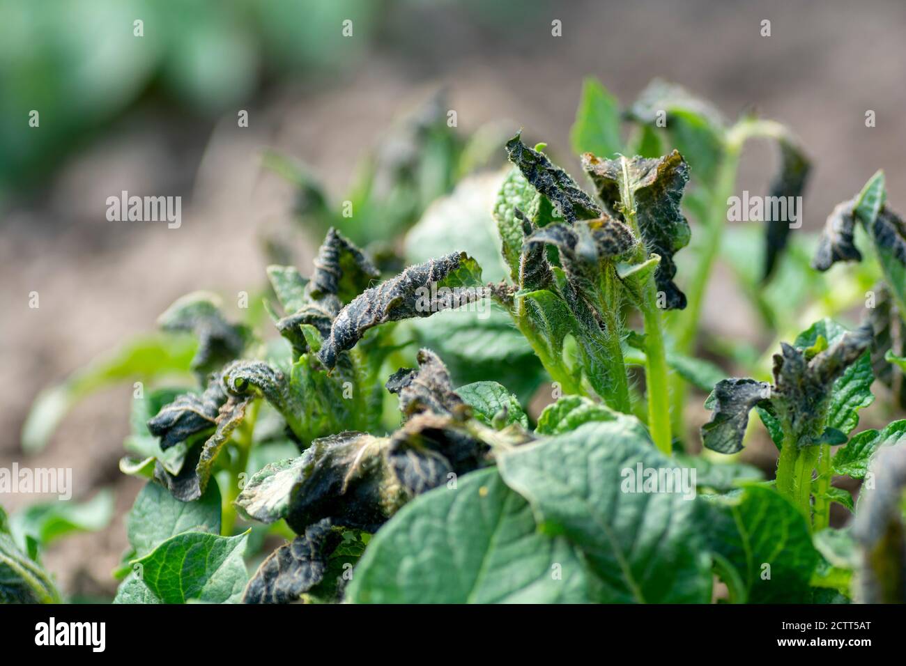 Potato plants damaged by the frost .Early potato plants showing signs ...