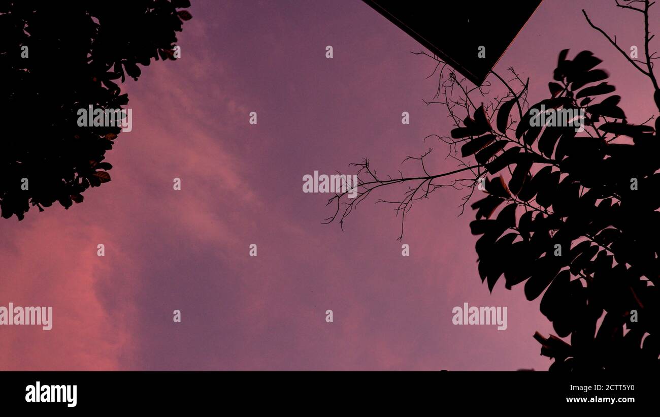 Pink and purple dusk sky with tree silhouette Stock Photo - Alamy