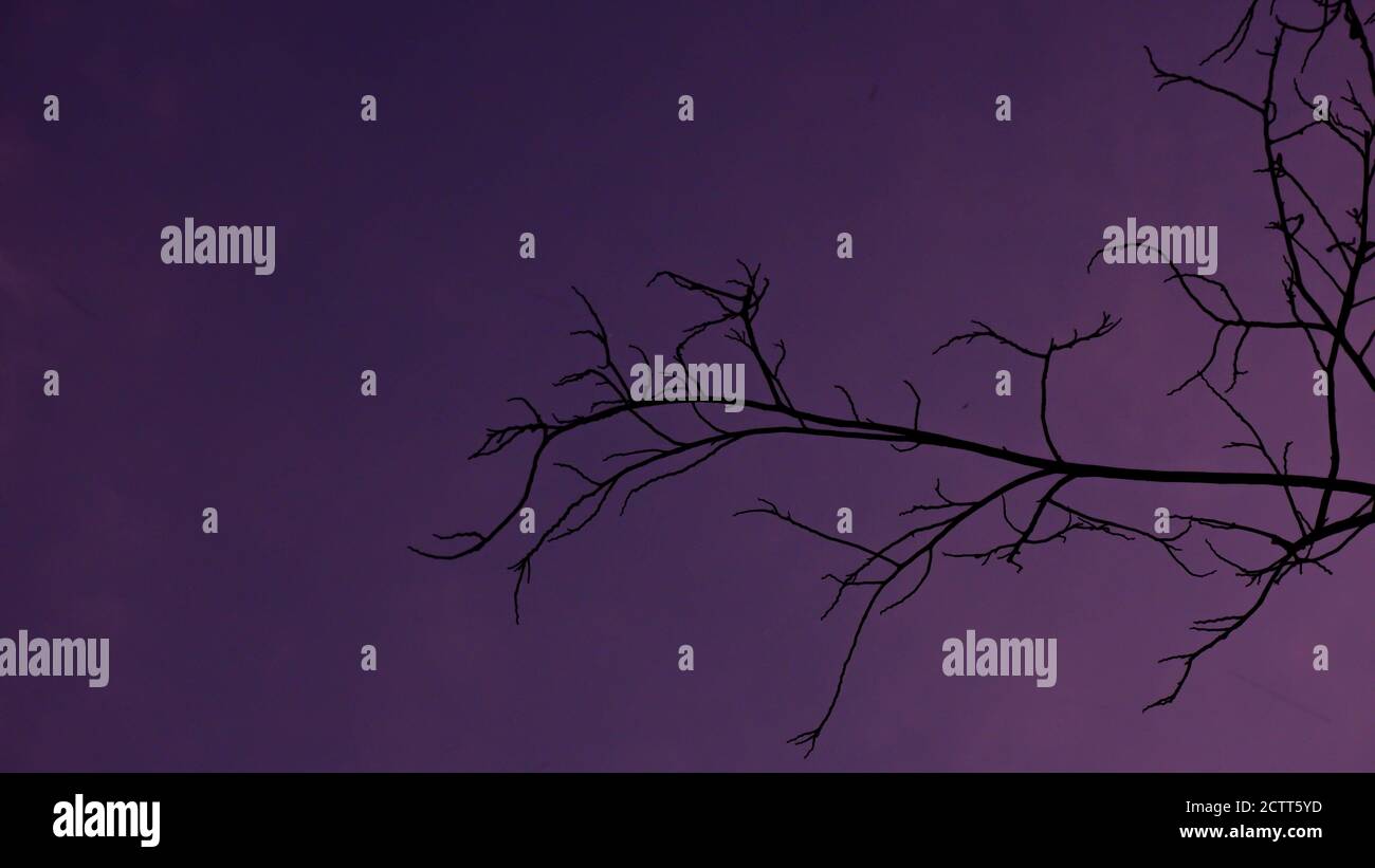 Pink and purple dusk sky with tree silhouette Stock Photo - Alamy