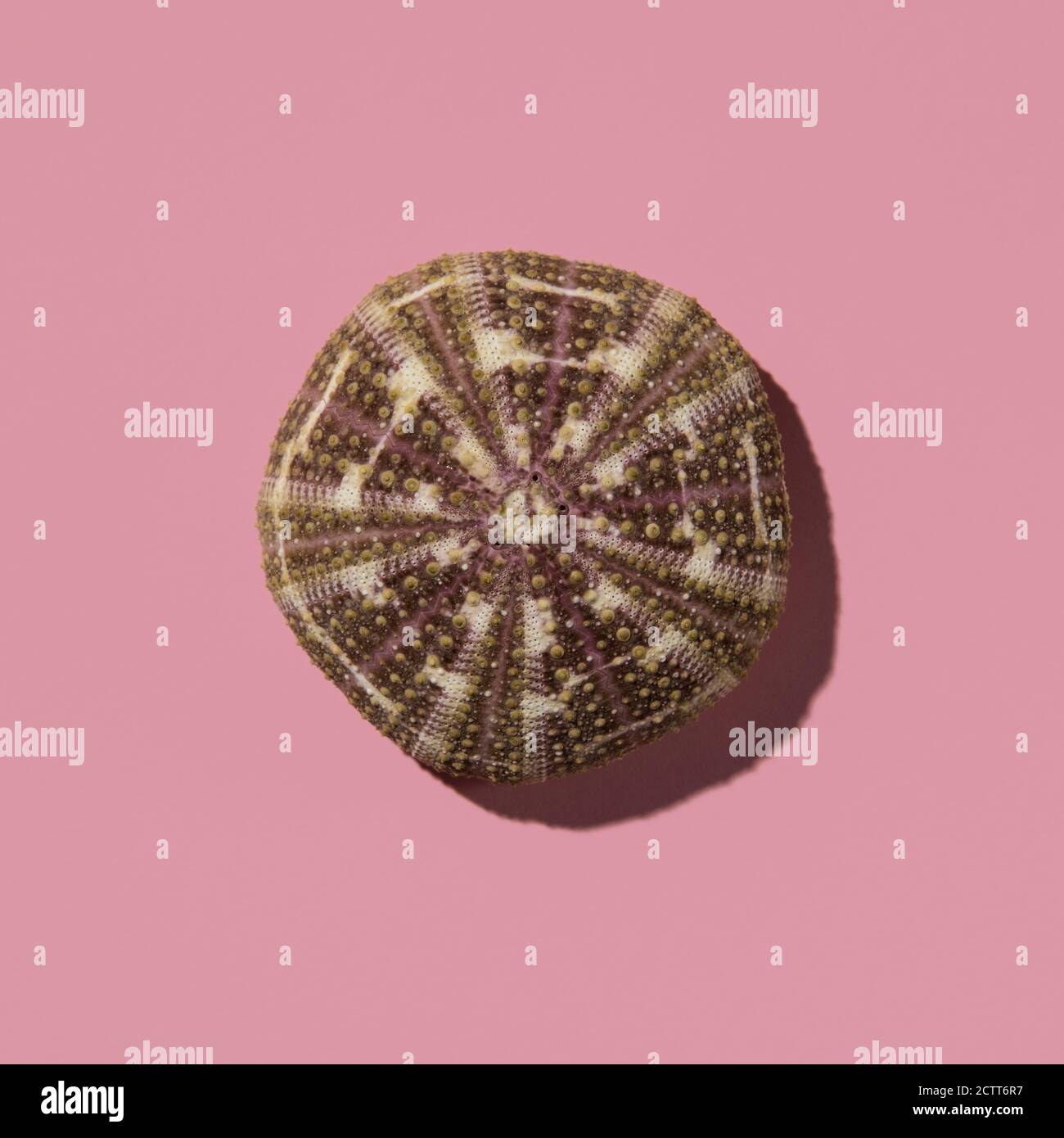 Pink sea shell hi-res stock photography and images - Alamy