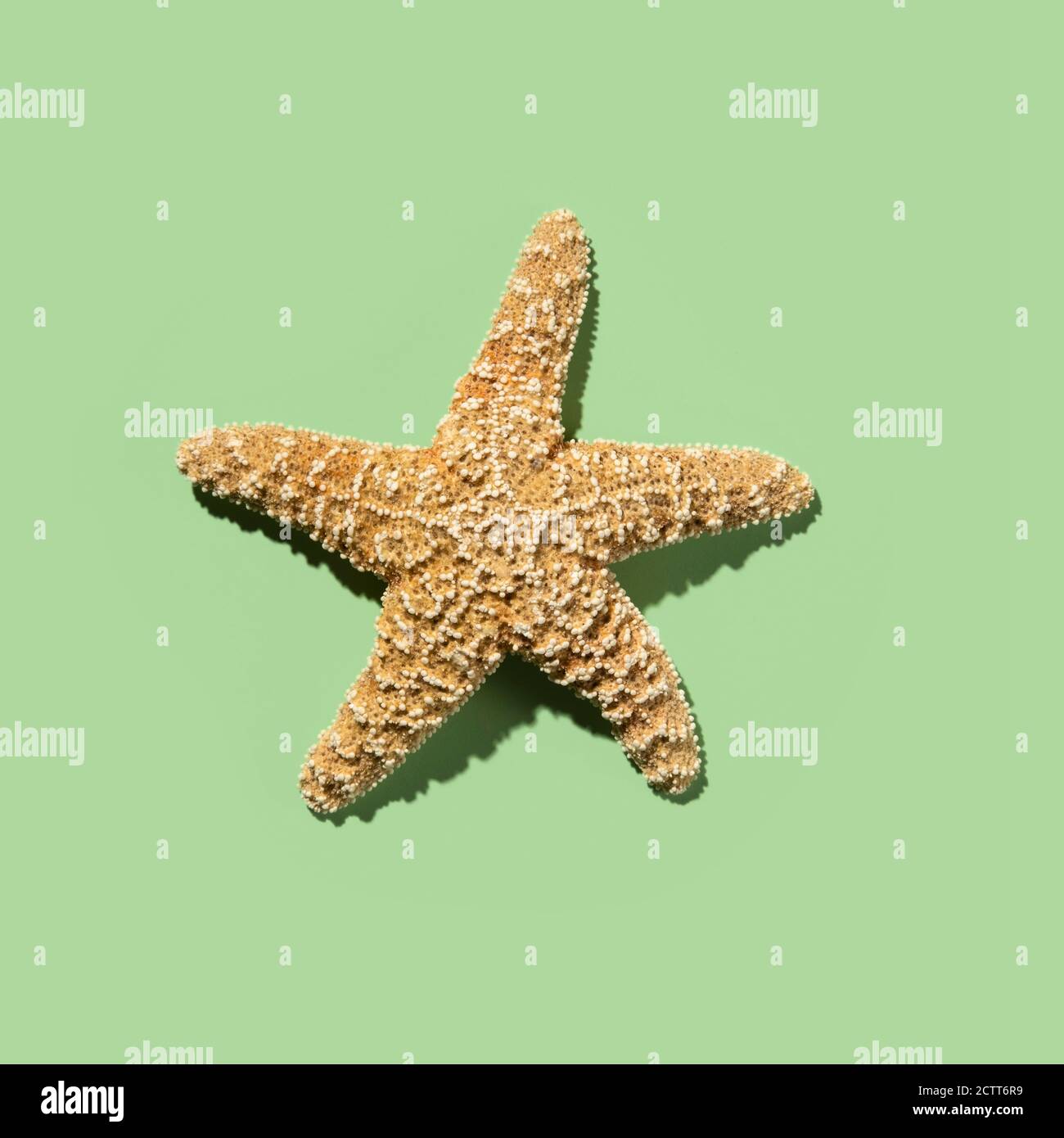 Green starfish hi-res stock photography and images - Alamy