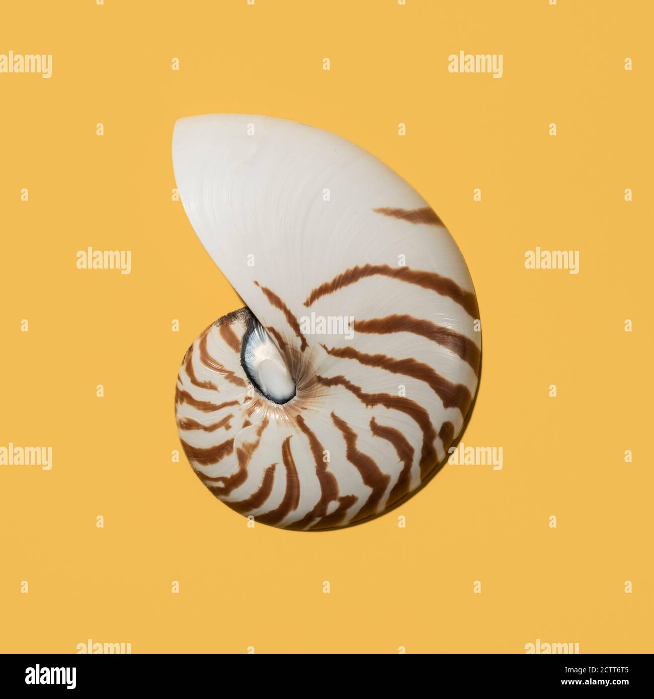 Nautilus shell on yellow background Stock Photo - Alamy