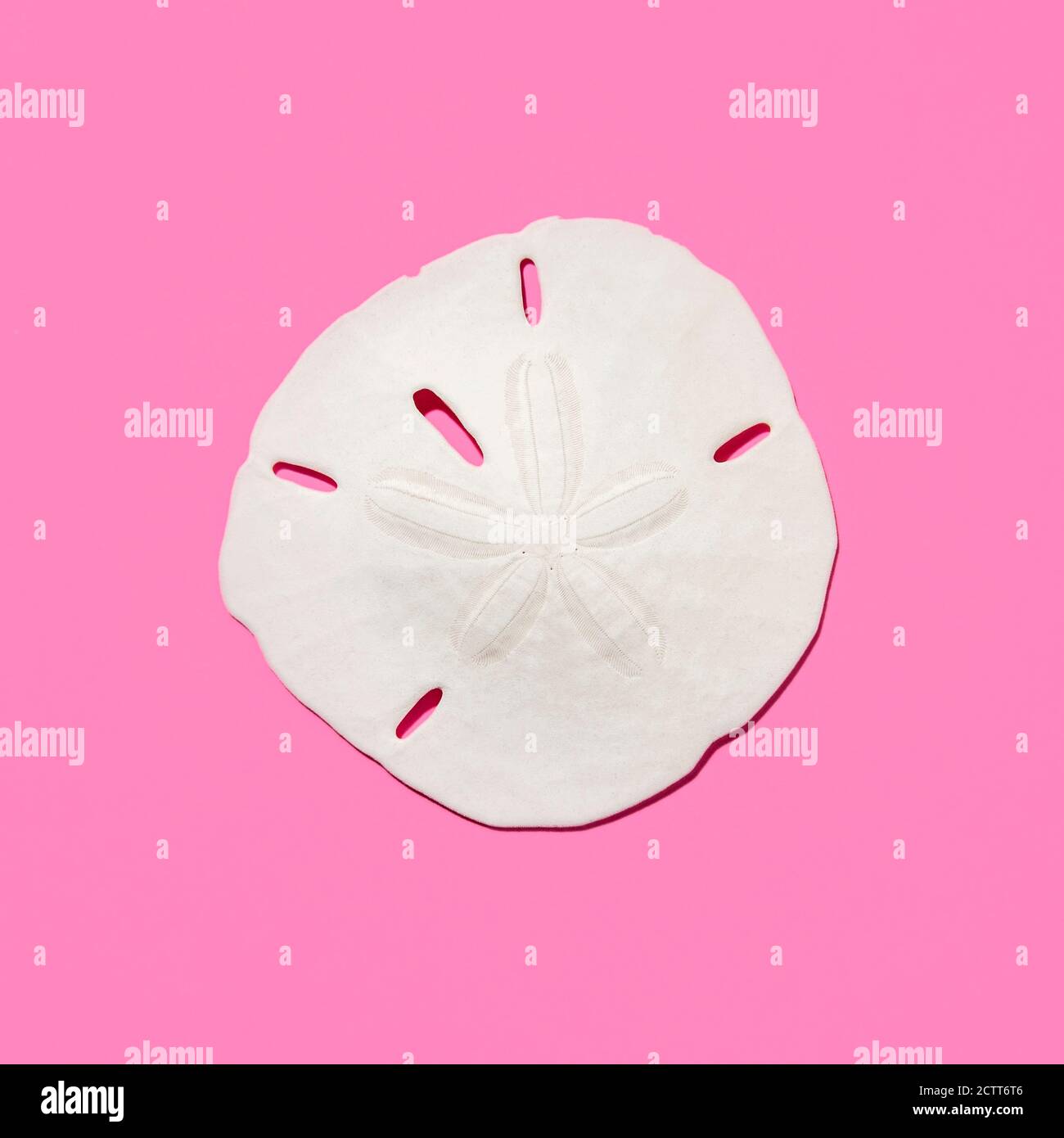 Fossil shell hi-res stock photography and images - Alamy