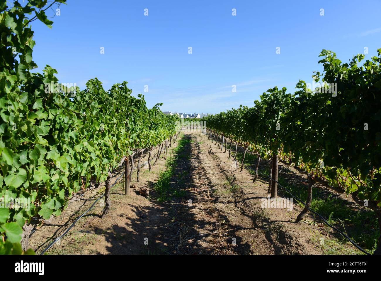 vineyards in South Africa's Western Cape Stock Photo - Alamy