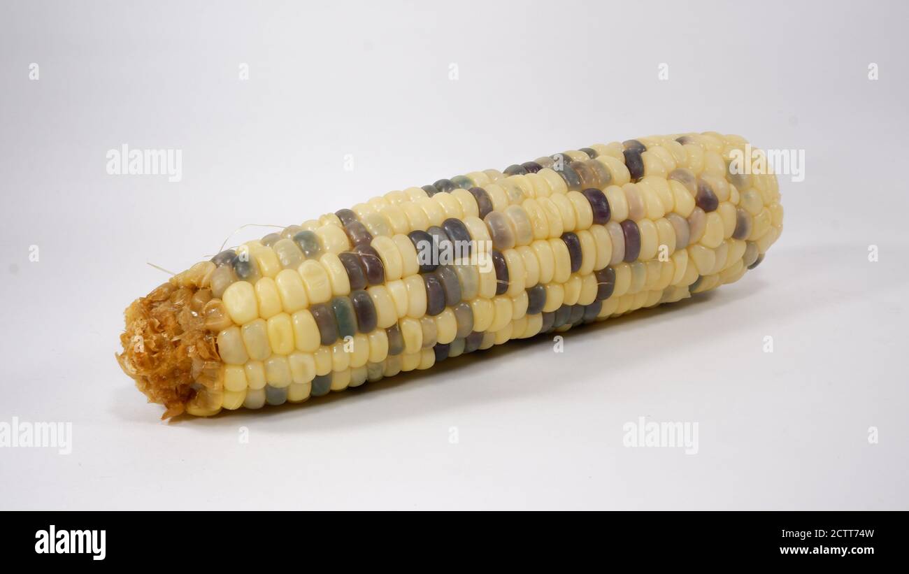 yellow and purple color flint sweetcorn on a white background Stock ...