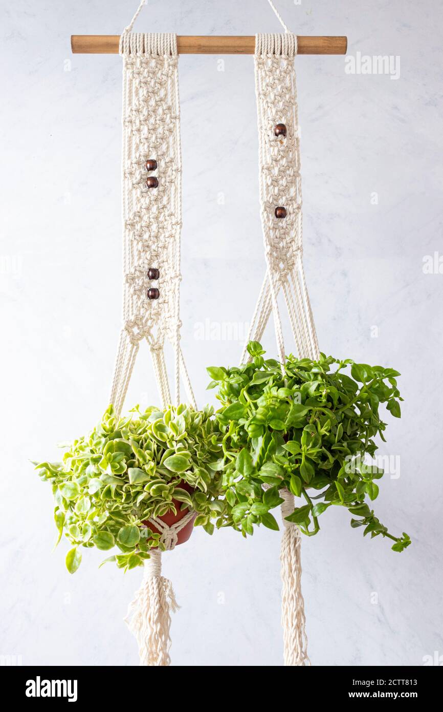 Two plants hanging over lines of embroidered cloth Stock Photo - Alamy