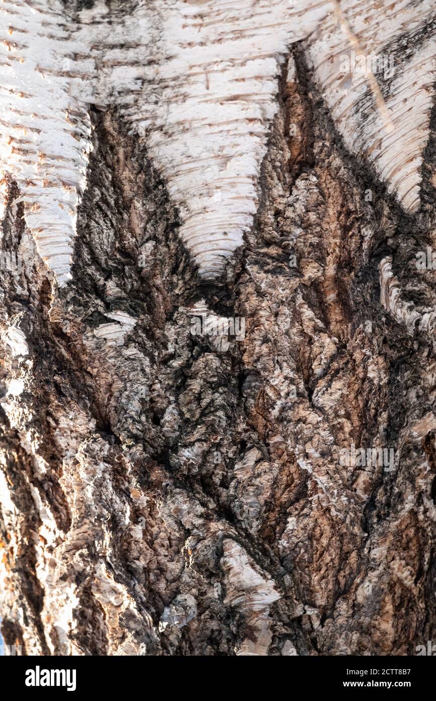 Birch bark texture. Birch, Betula pendula, tree trunk in winter forest ...