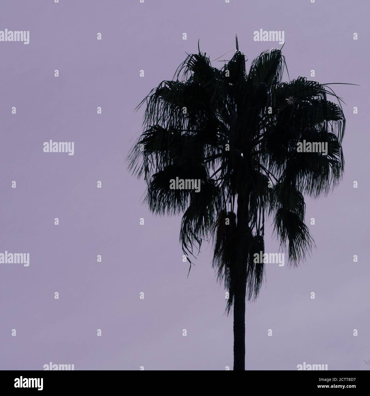 artistic photo of a lone palm tree silhouetted on a pinky purple grey ...