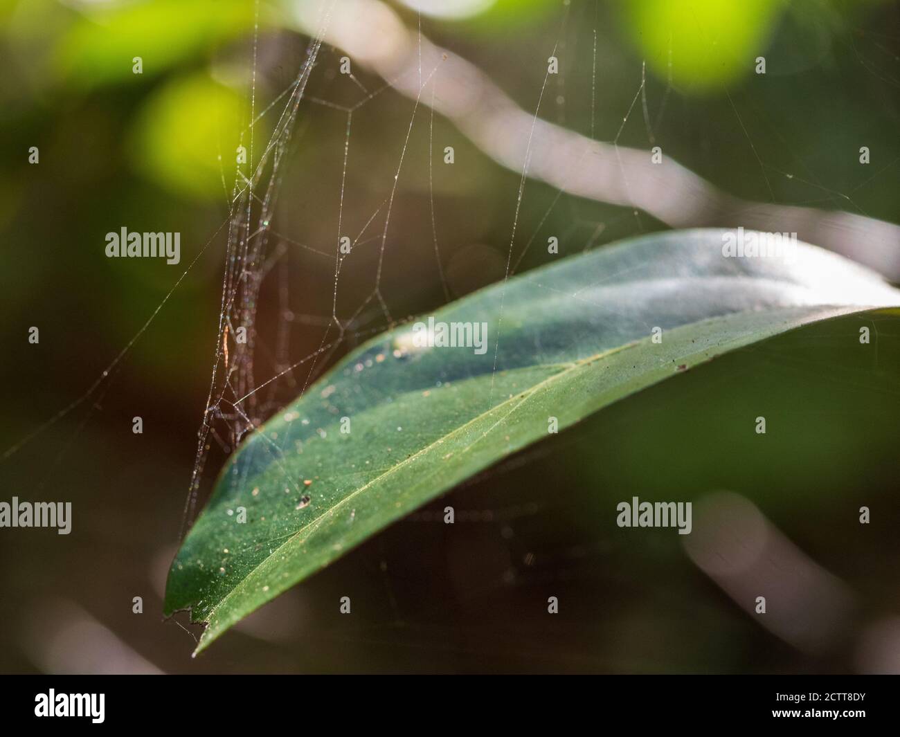 what a tangled web we weave Stock Photo - Alamy
