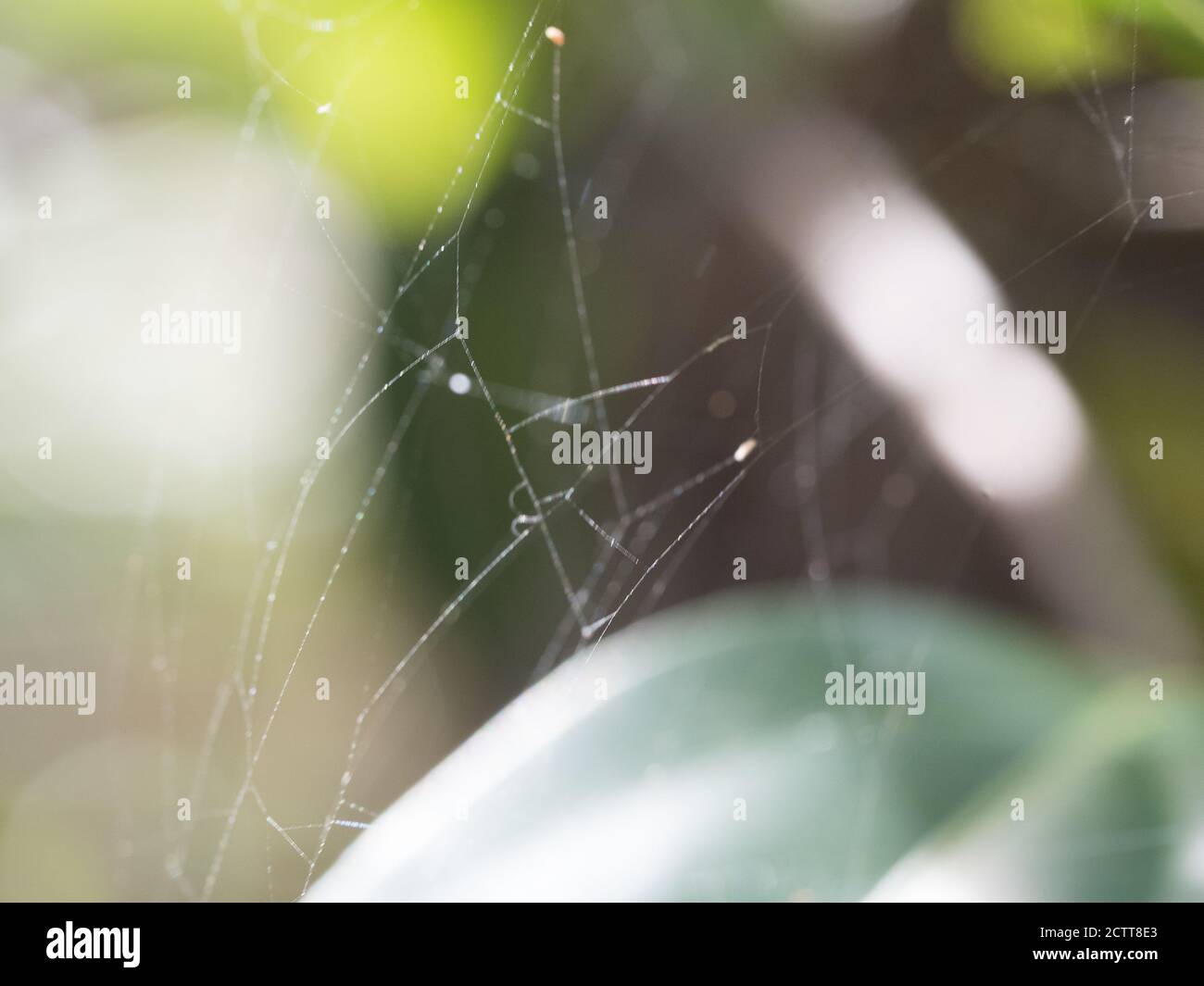 what a tangled web we weave Stock Photo - Alamy