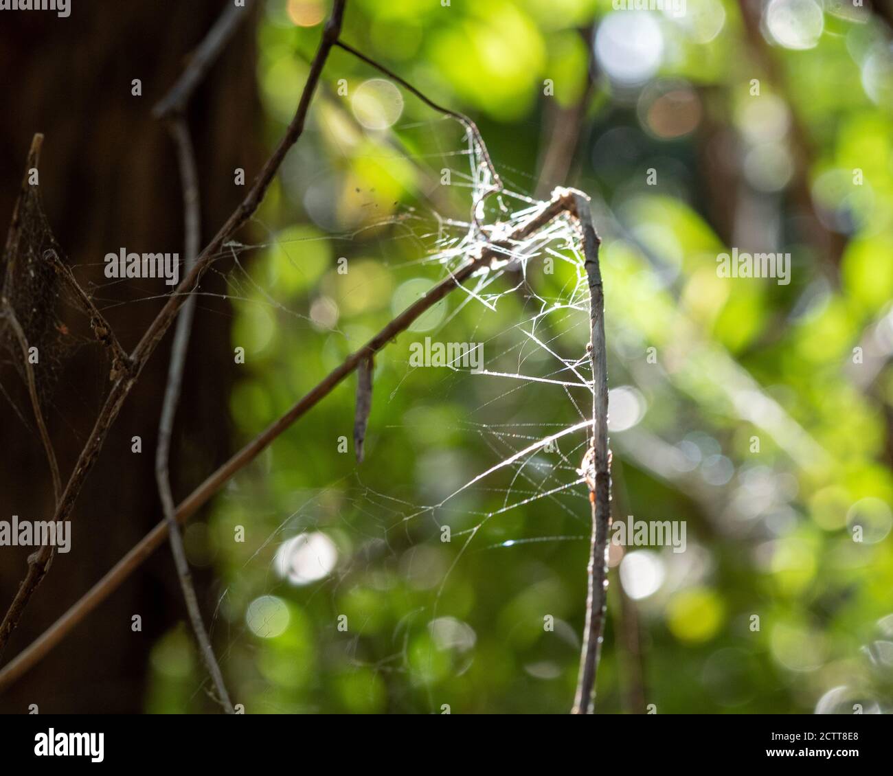 what a tangled web we weave Stock Photo - Alamy