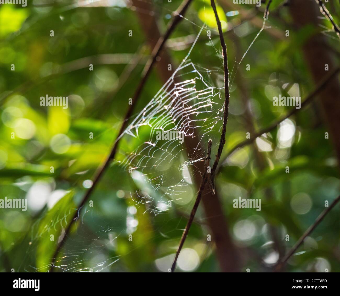 Spiders silky web spun in the garden, what a tangled web we weave Stock ...