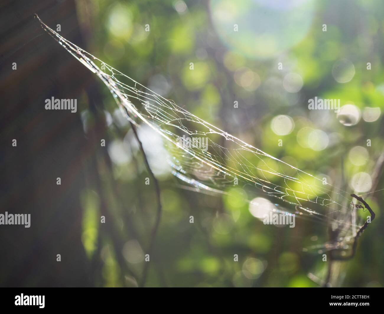what a tangled web we weave Stock Photo - Alamy