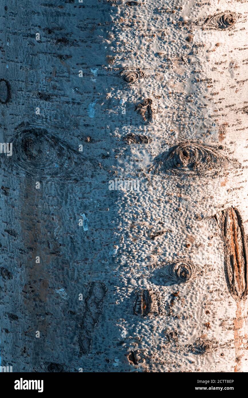 Aspen bark texture. Aspen tree bark detailed texture Stock Photo - Alamy