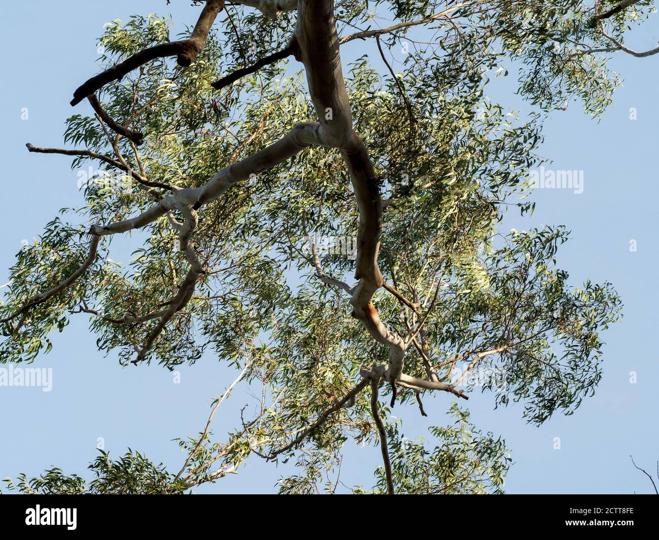 Gum tree, looking up the trunk into the branches and leafy canopy of a ...